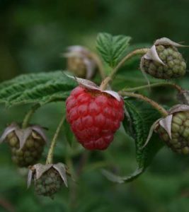 Malling Jewel Raspberry Bushes - Chris Bowers & Sons