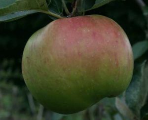 Bramley's Seedling Apple Trees - Chris Bowers & Sons