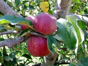 Gavin Apple Trees - Chris Bowers & Sons