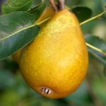 Beth Pear Trees - Chris Bowers & Sons