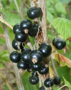 Amos Black Blackcurrant Bushes - Chris Bowers & Sons