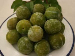 Gage Trees Available Online - UK grown by experts - Chris Bowers