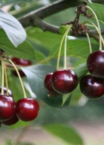 Nabella Cherry Trees - Chris Bowers & Sons