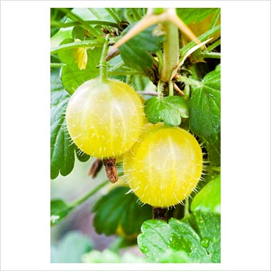 Gooseberry Bushes For Sale - Chris Bowers