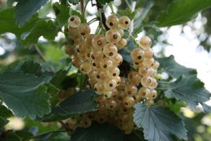 Red & White Currant Guide - Chris Bowers & Sons
