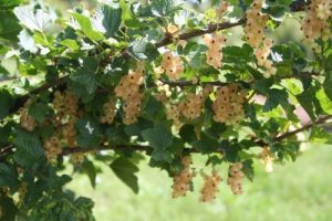 White Versailles Whitecurrant Bushes - Chris Bowers & Sons