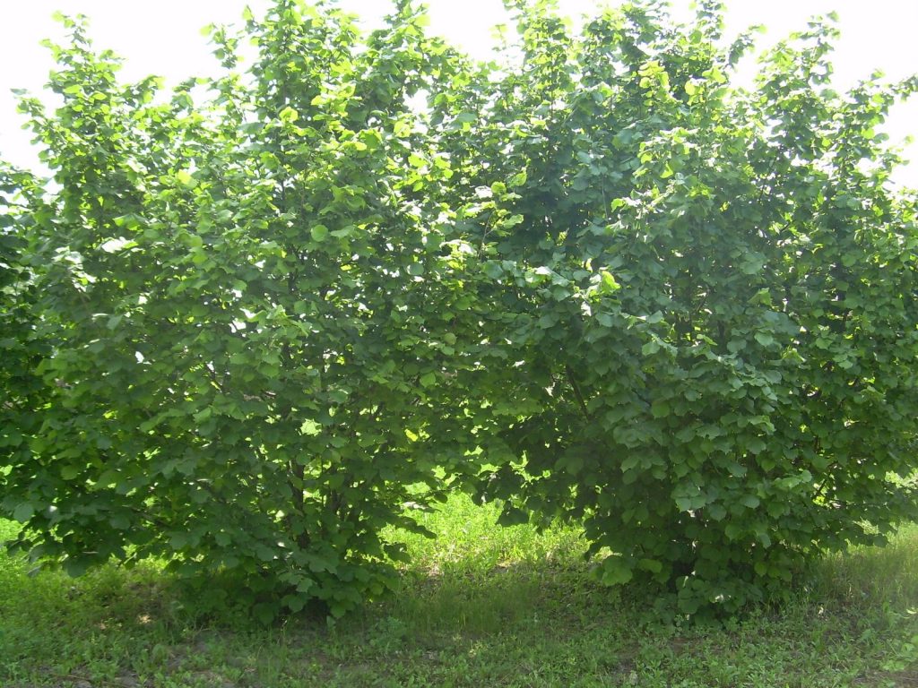 Geant De Halle Cob Nut Bushes - Chris Bowers & Sons