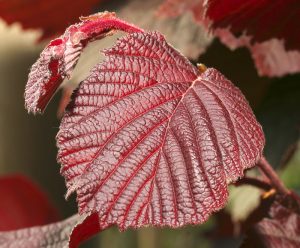 Purple Leaved Filbert Filbert Bush - Chris Bowers & Sons