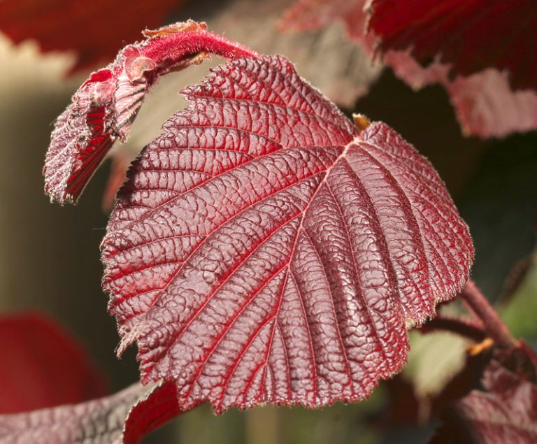 Purple Leaved Filbert Filbert Bush - Chris Bowers & Sons