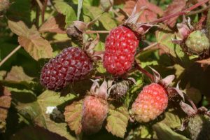 Vetchberry Hybrid Berry Plants - Chris Bowers & Sons