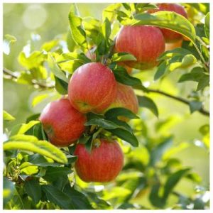 Jupiter Apple Trees - Chris Bowers & Sons