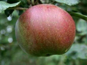 Red Windsor Apple Trees - Chris Bowers & Sons