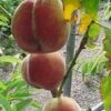 Amsden June Peach Trees - Chris Bowers & Sons
