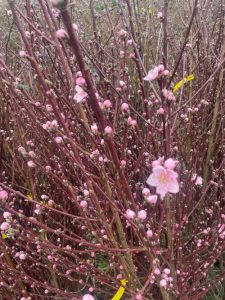 Garden Lady Peach Trees - Chris Bowers & Sons