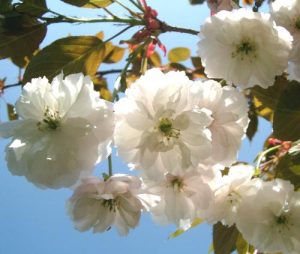 Fragrant Cloud Japanese Flowering Cherry Plants - Chris Bowers & Sons