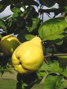 Siberian Gold Quince Tree - Chris Bowers & Sons