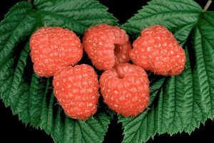 Glen Rosa *new* Raspberry Bushes - Chris Bowers & Sons