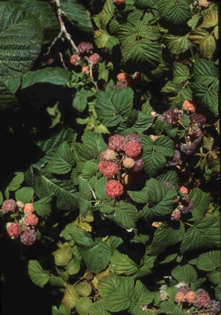 Purple Raspberry Glencoe Raspberry Bushes - Chris Bowers & Sons
