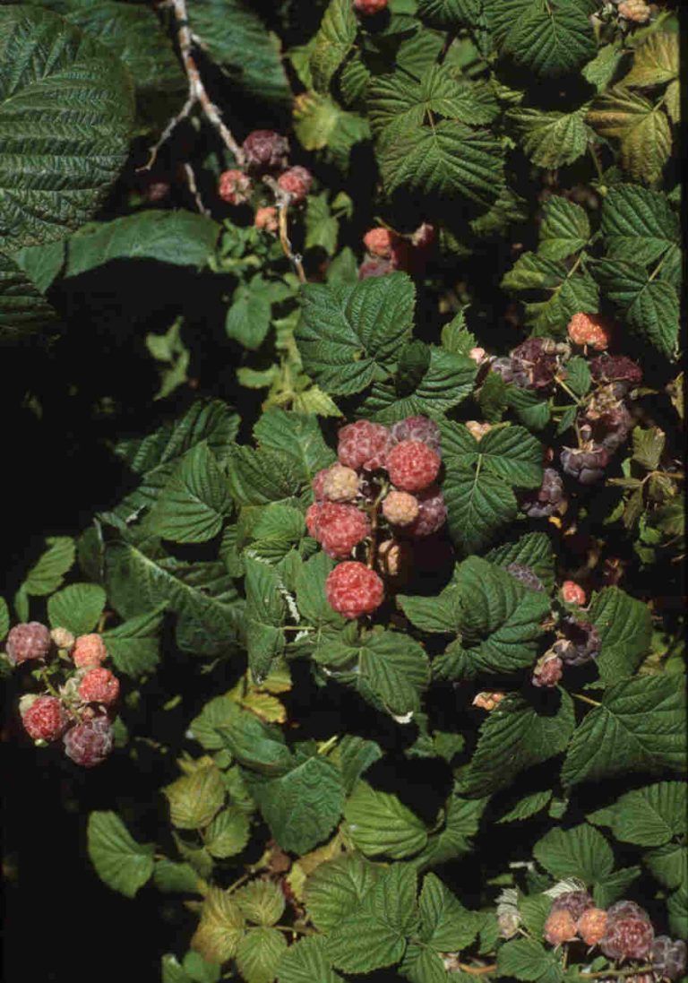 Purple Raspberry Glencoe Raspberry Bushes - Chris Bowers & Sons