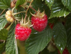 Malling Promise Raspberry Bushes - Chris Bowers & Sons