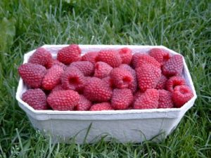 Polka - A New Hardy Polish Raised Autumn Fruiting Raspberry - Chris ...