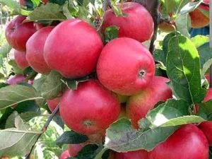 Red Windsor Apple Trees - Chris Bowers & Sons
