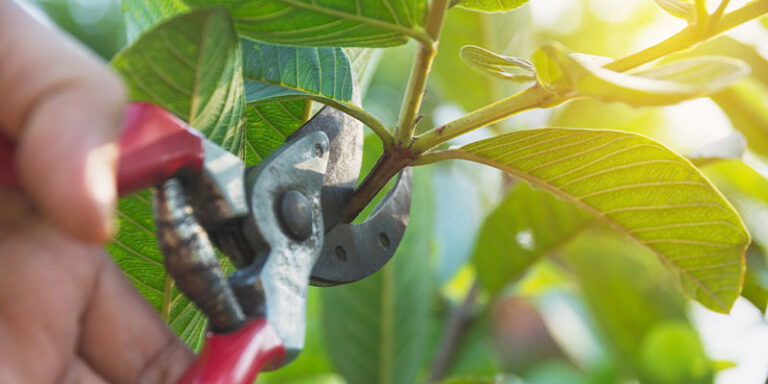 Growing Guides - Chris Bowers & Sons