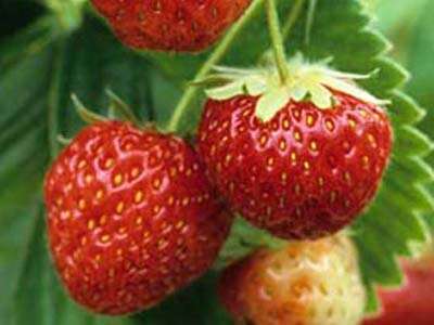 Alice Strawberry Plants - Chris Bowers & Sons