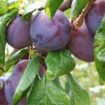 Anna Spath Plum tree - Chris Bowers & Sons